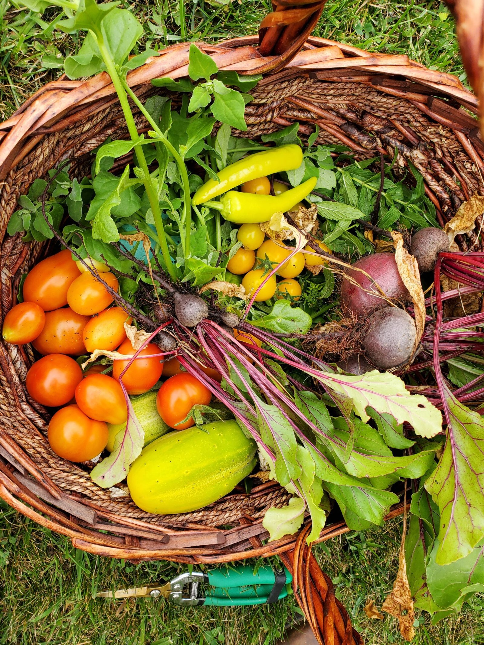 Why We Garden - DBS Farm Wilson Gardening Blog Starting Point