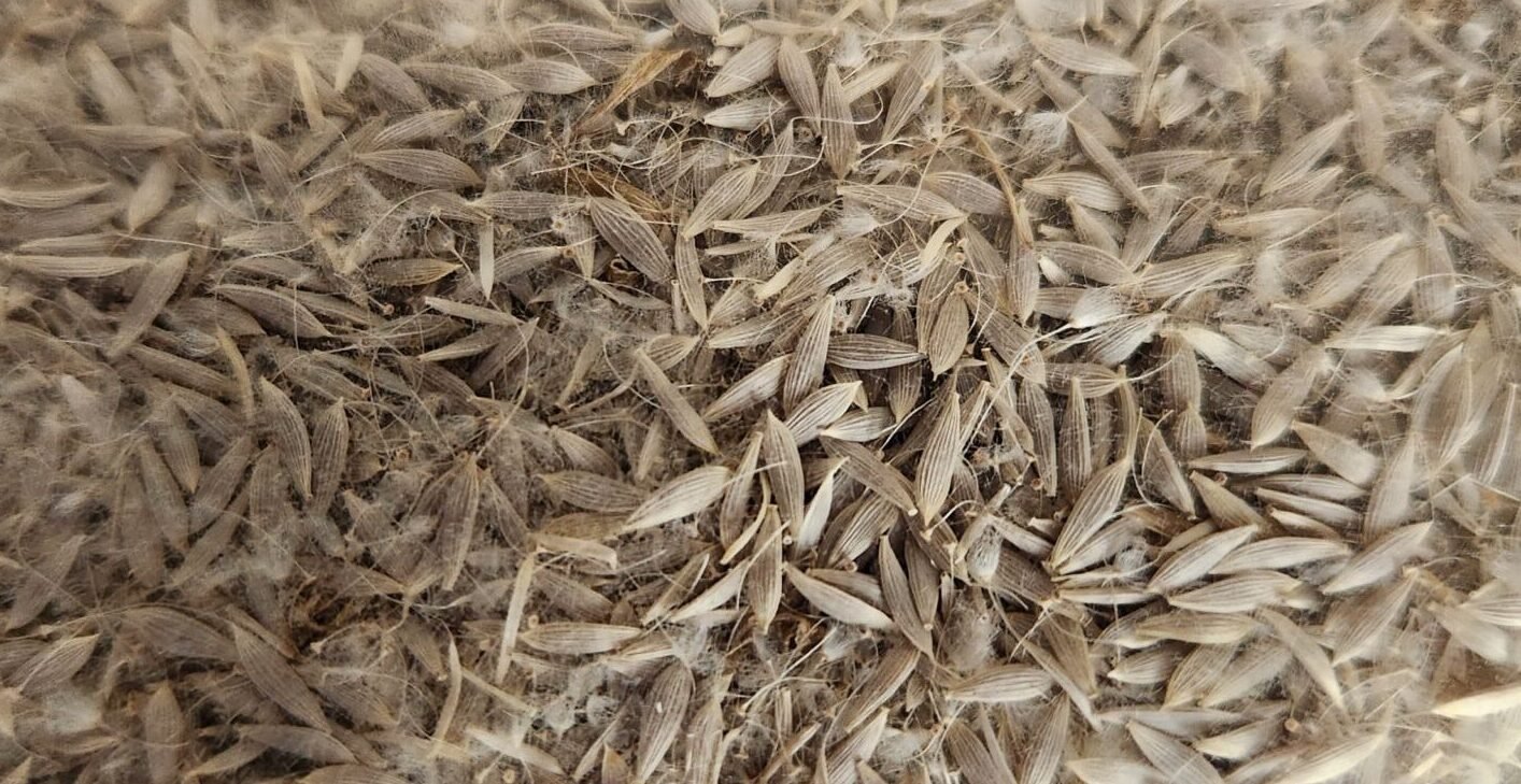 Comprehensive Guide On How To Save Lettuce Seeds - DBS Farm Wilson