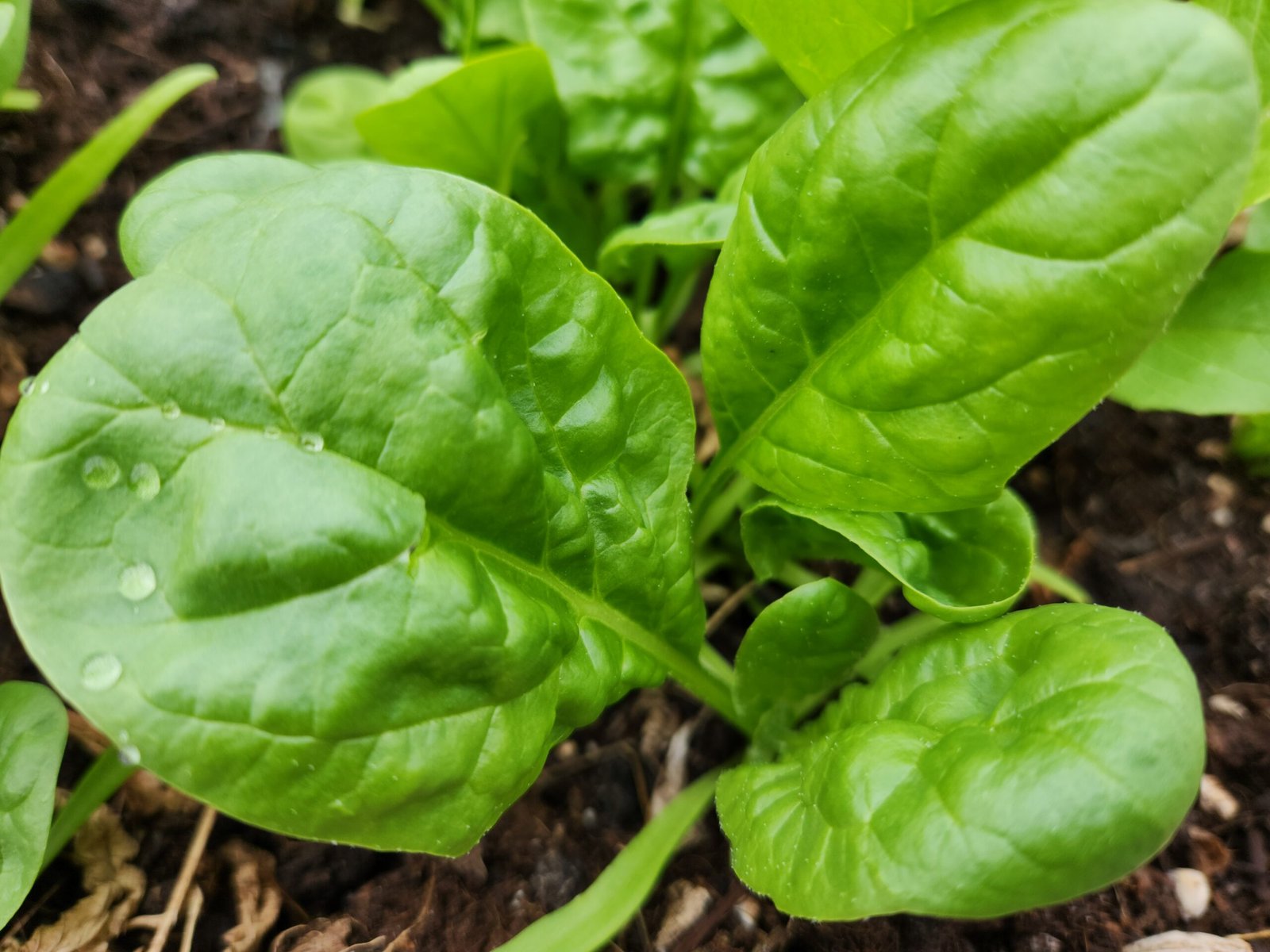 Baby Spinach Plant