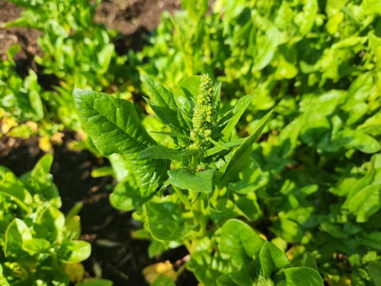 How To Grow Spinach In Zone 5 - DBS Farm Wilson