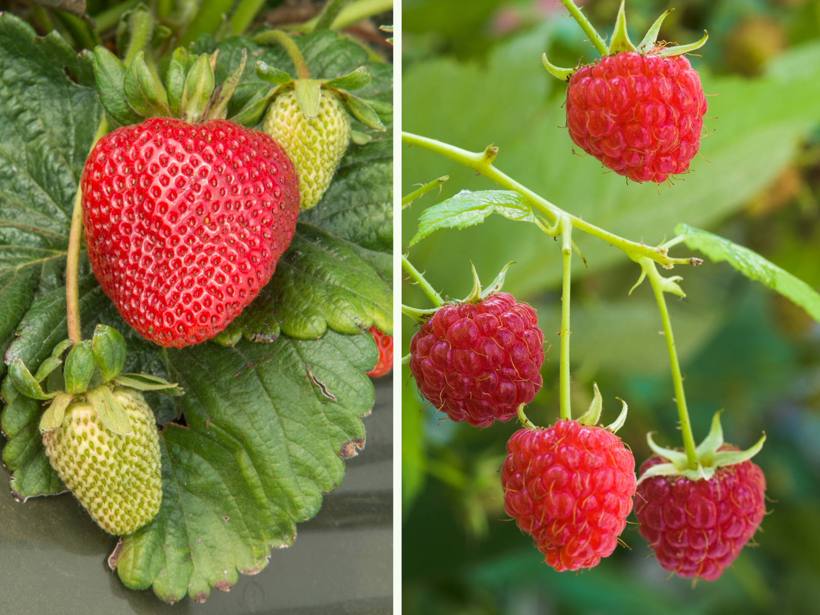 Raspberries vs Strawberries: Which Is Better for Your Garden? - DBS ...