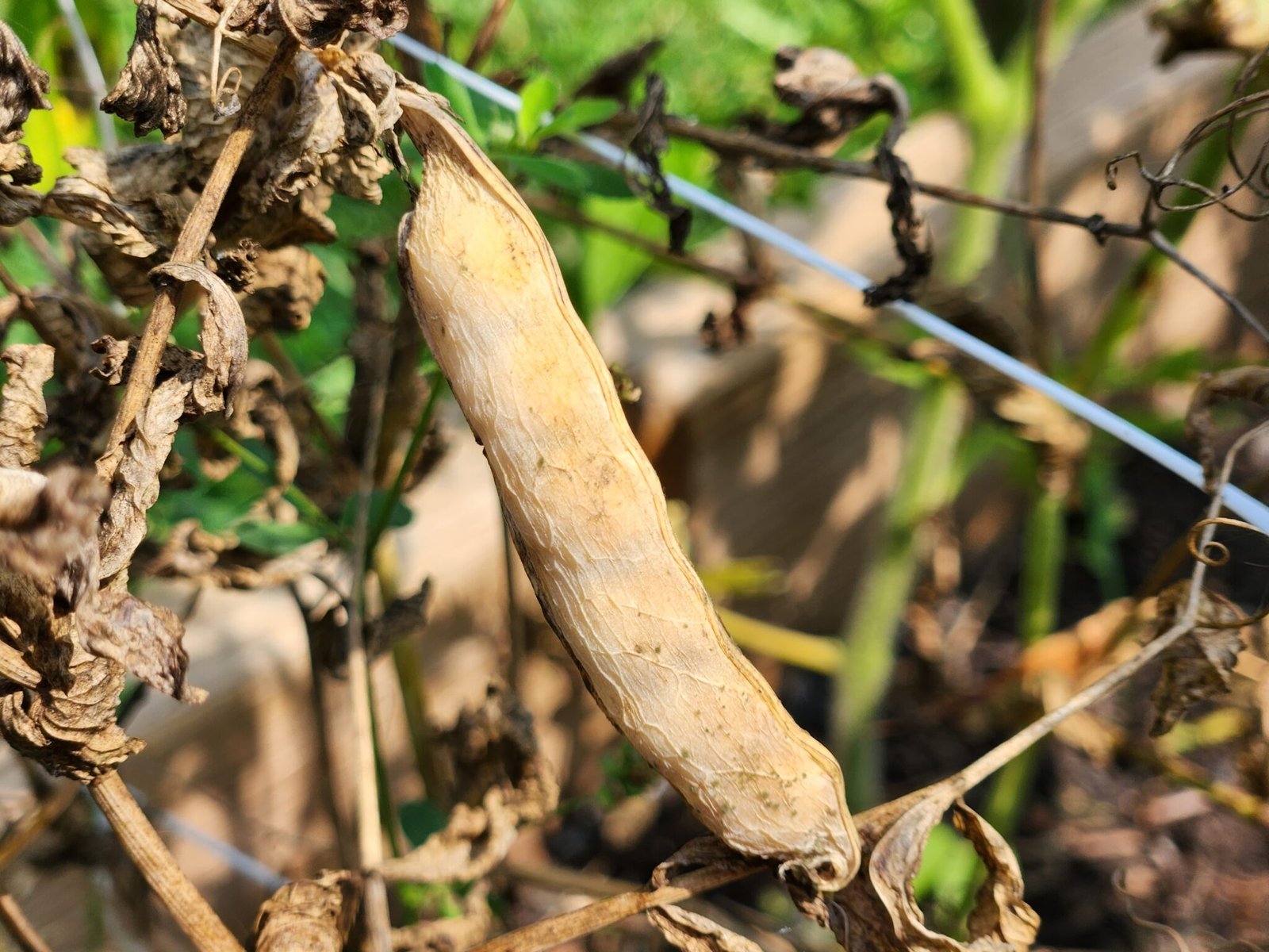 Saving Pea Seeds: Easy Step-by-Step Guide for Beginners - DBS Farm Wilson