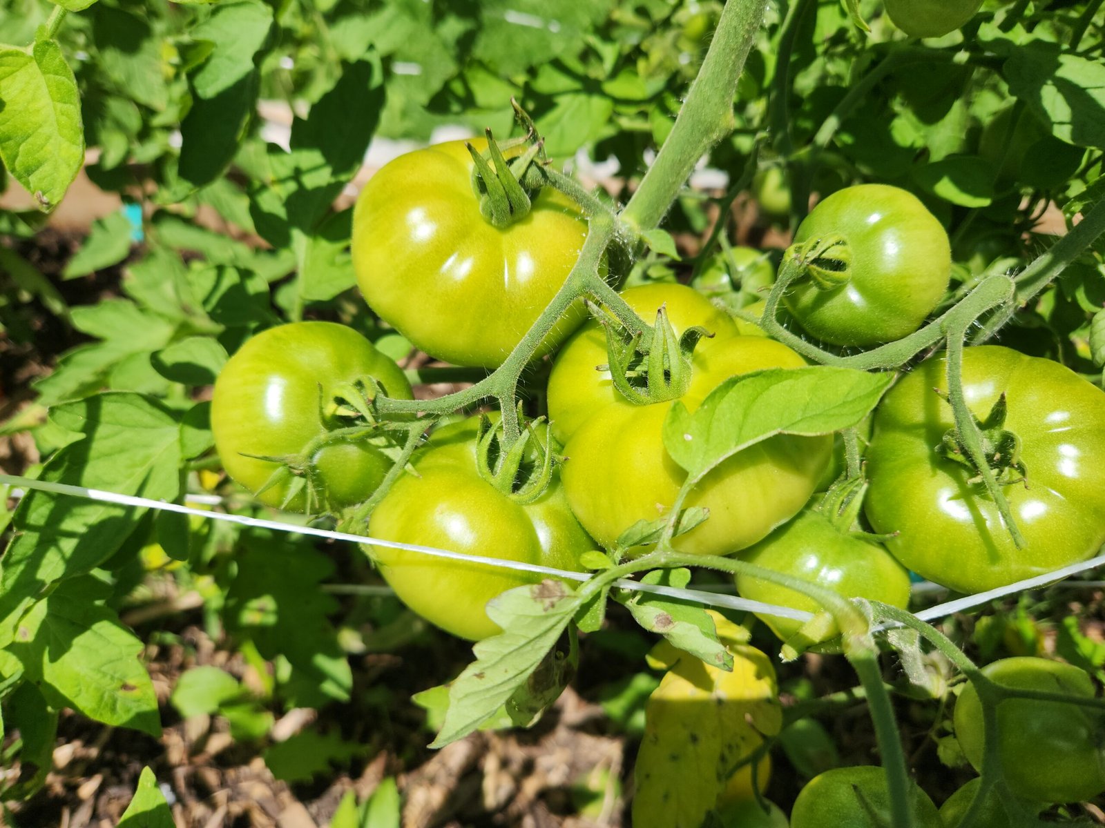 How To Grow Tomatoes From Seed To Harvest. - DBS Farm Wilson