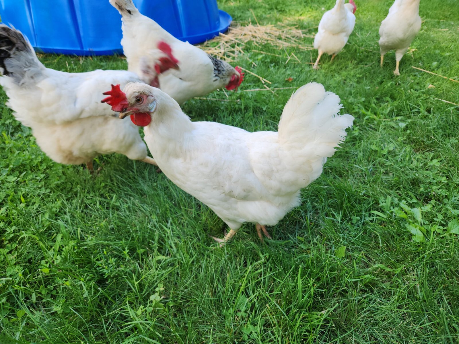 What It’s Really Like to Own Chickens as a Beginner (Backyard Chicken ...
