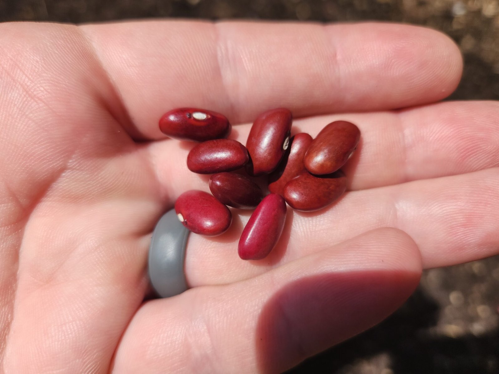 How to Grow Kidney Beans (Planting, Care & Harvest Tips) - DBS Farm Wilson