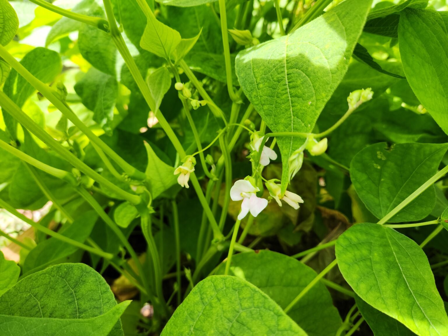 How to Grow Kidney Beans (Planting, Care & Harvest Tips) - DBS Farm Wilson