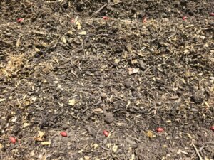 How to Grow Kidney Beans (Planting, Care & Harvest Tips) - DBS Farm Wilson