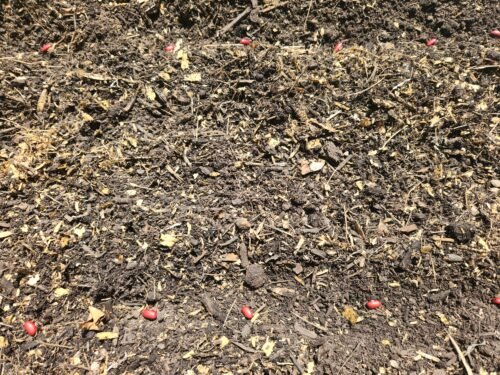 How to Grow Kidney Beans (Planting, Care & Harvest Tips) - DBS Farm Wilson