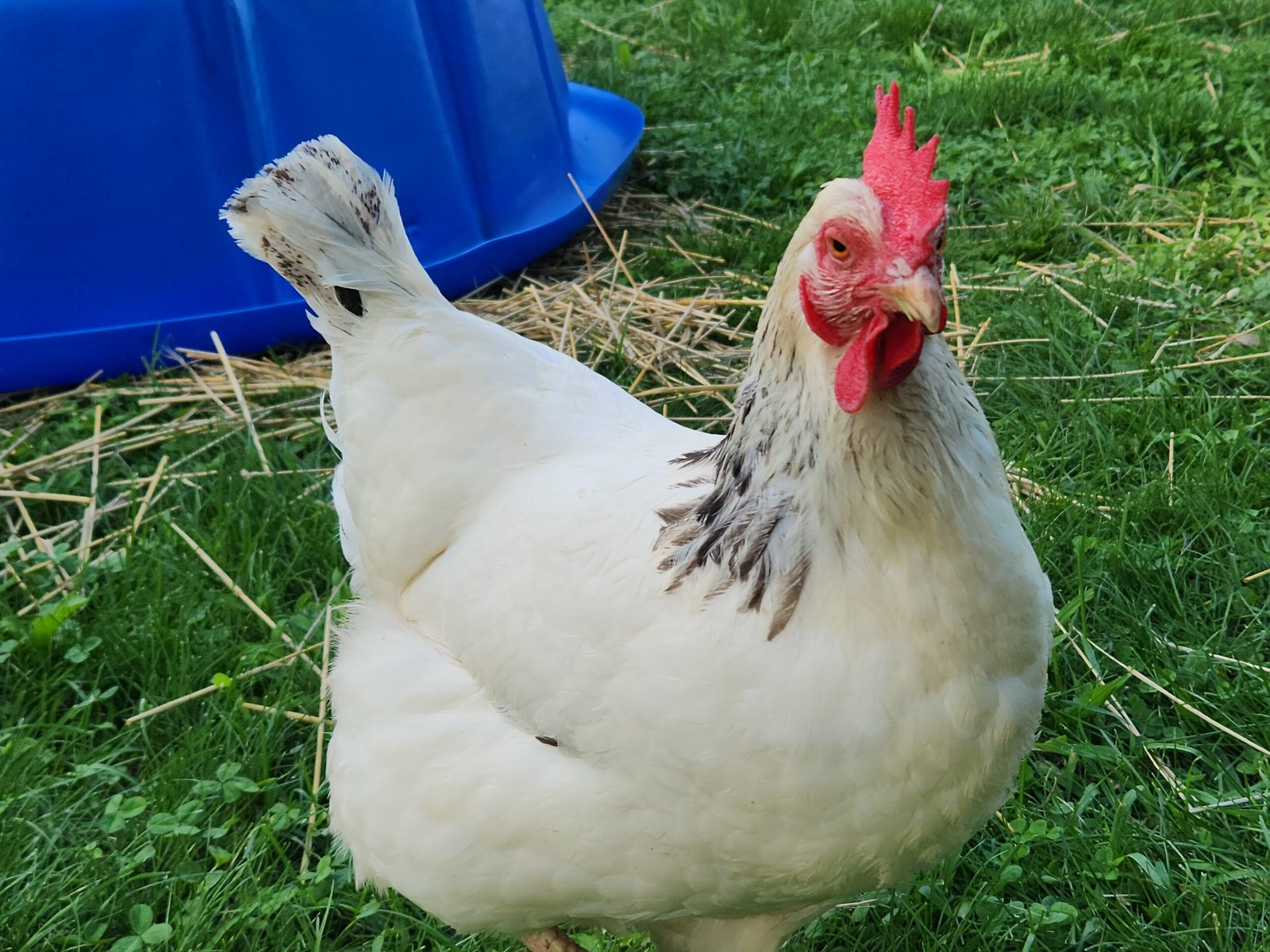 What It's Really Like to Own Chickens As A Newbie - DBS Farm Wilson