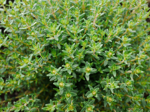 Growing Guides - DBS Farm Wilson