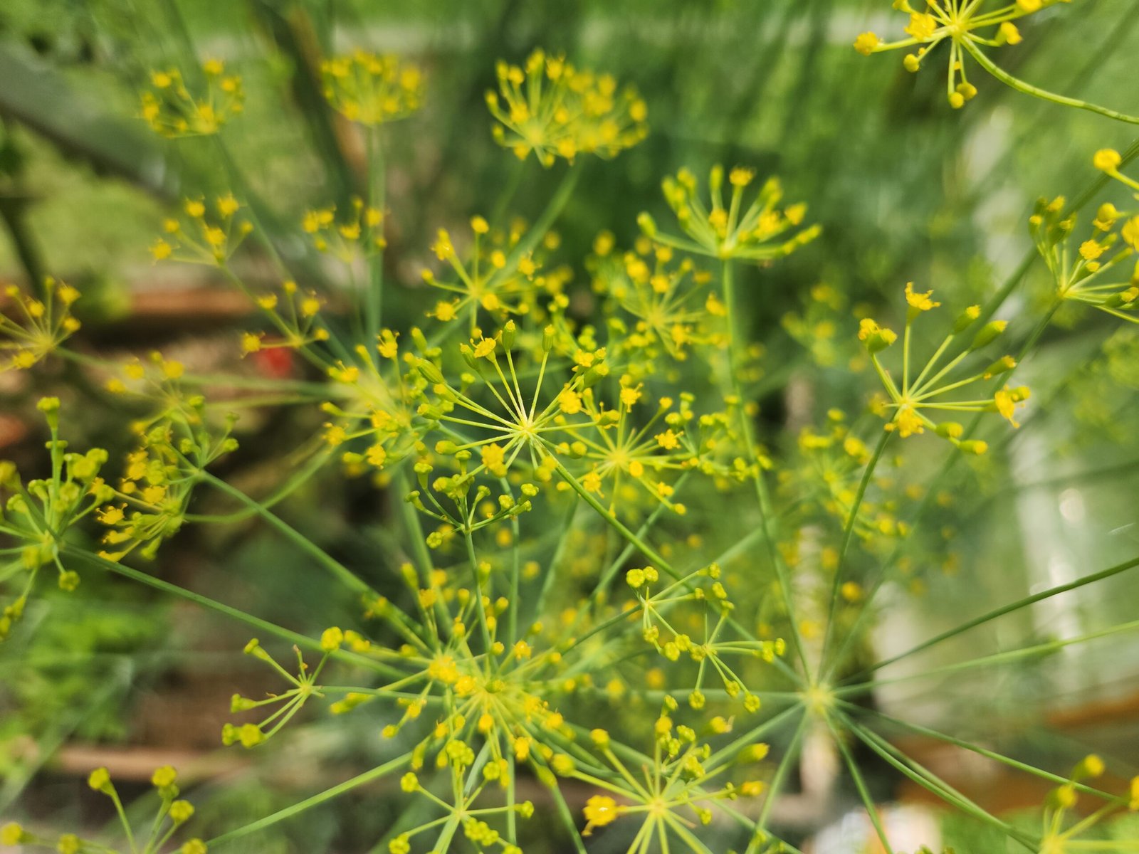How To Save Dill Seeds To Plant Again Next Year - DBS Farm Wilson