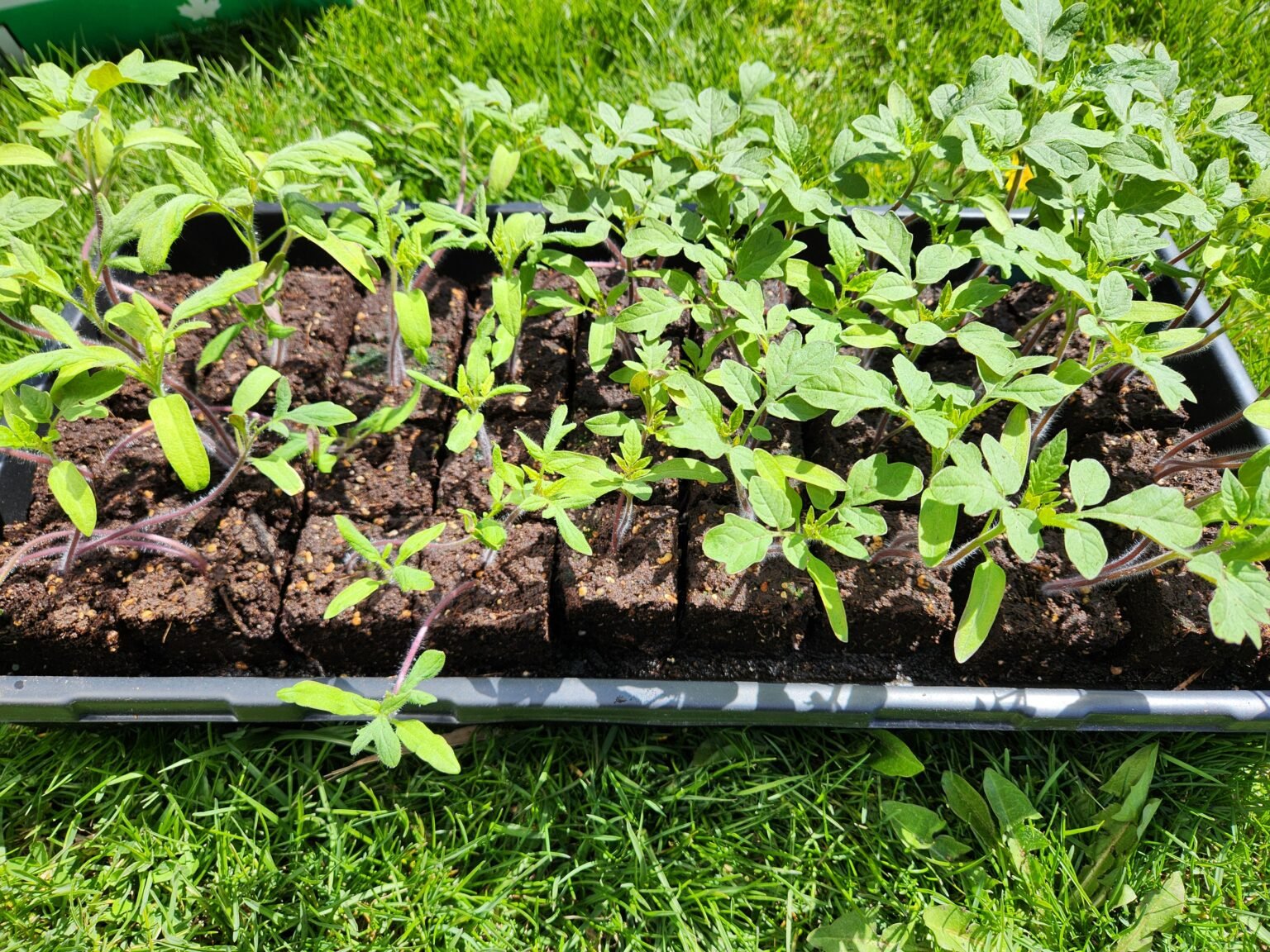 When and How to Transplant Tomato Seedlings - DBS Farm Wilson