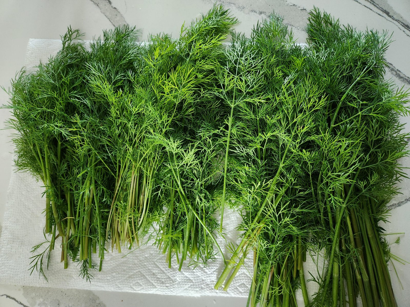 Comprehensive Guide On How To Grow Dill From Seed - DBS Farm Wilson