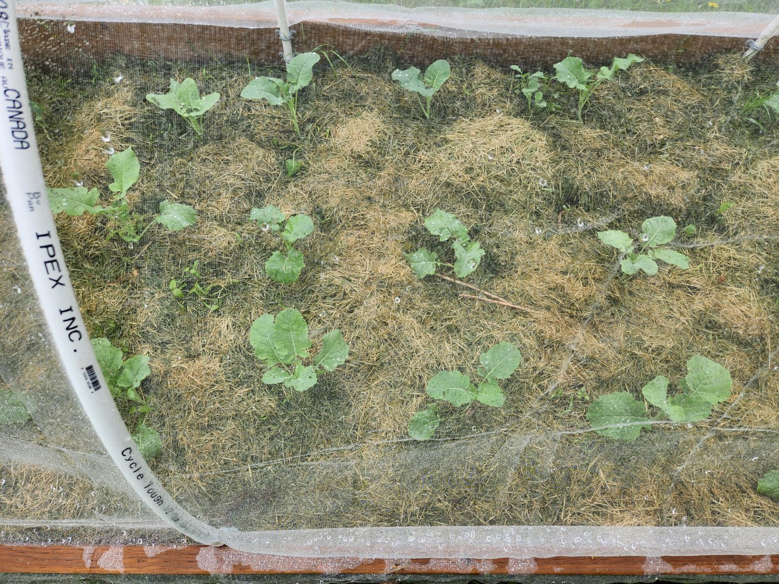 How To Build The Best Cheap DIY Garden Hoop House - DBS Farm Wilson