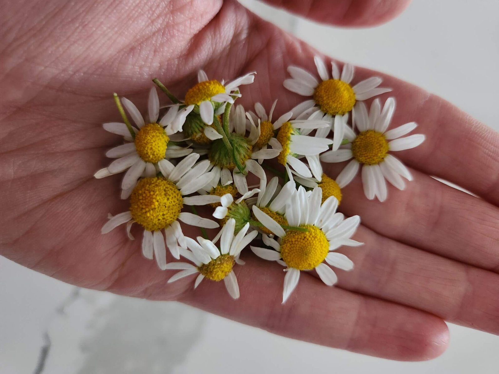 How To Make Flower Sprinkles 100% Organic and Homemade - DBS Farm Wilson