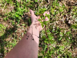 Pruning Raspberries: Step-by-Step for Each Variety - DBS Farm Wilson