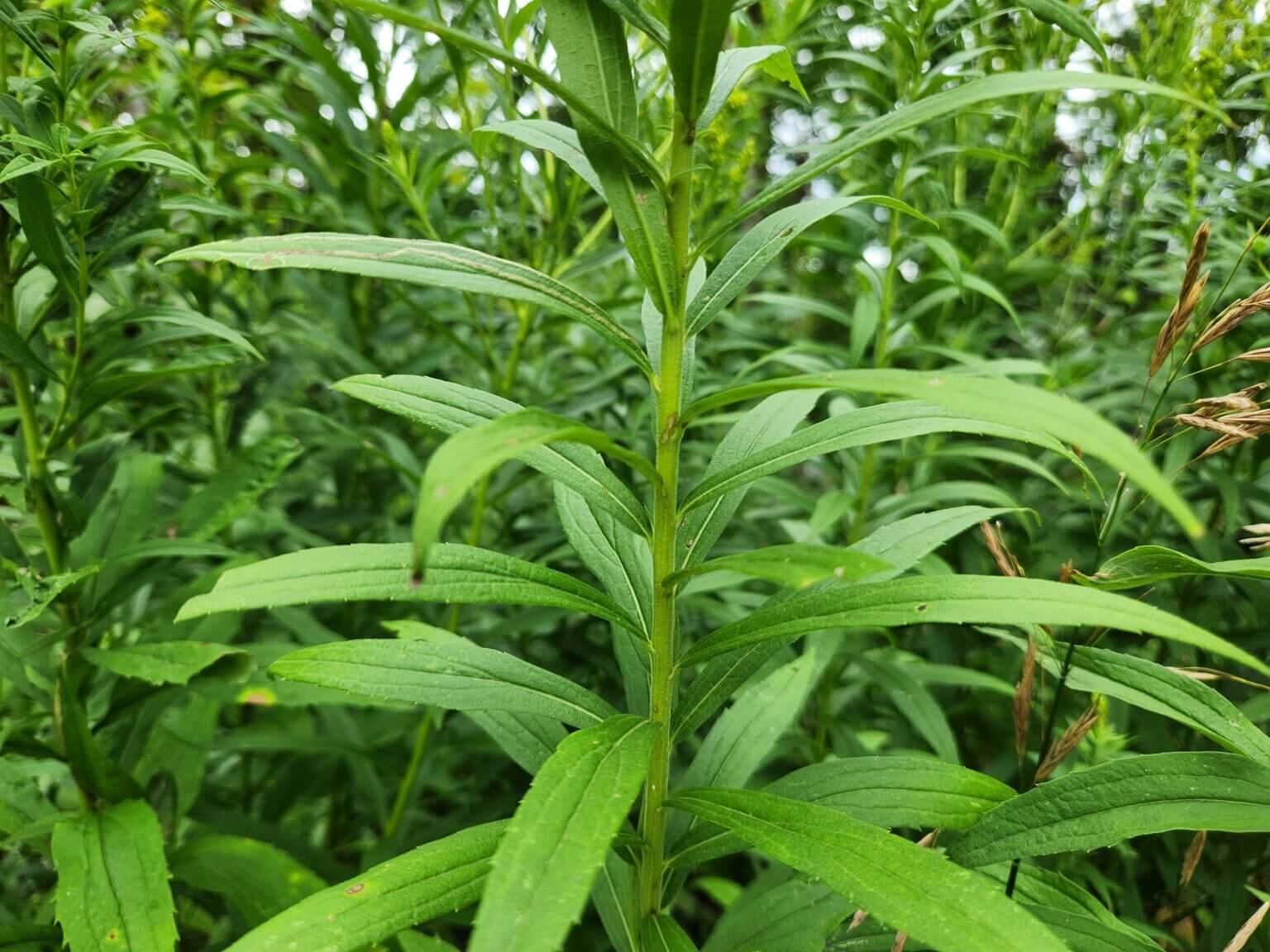Goldenrod Benefits, Uses & How to Make Goldenrod Tea - DBS Farm Wilson