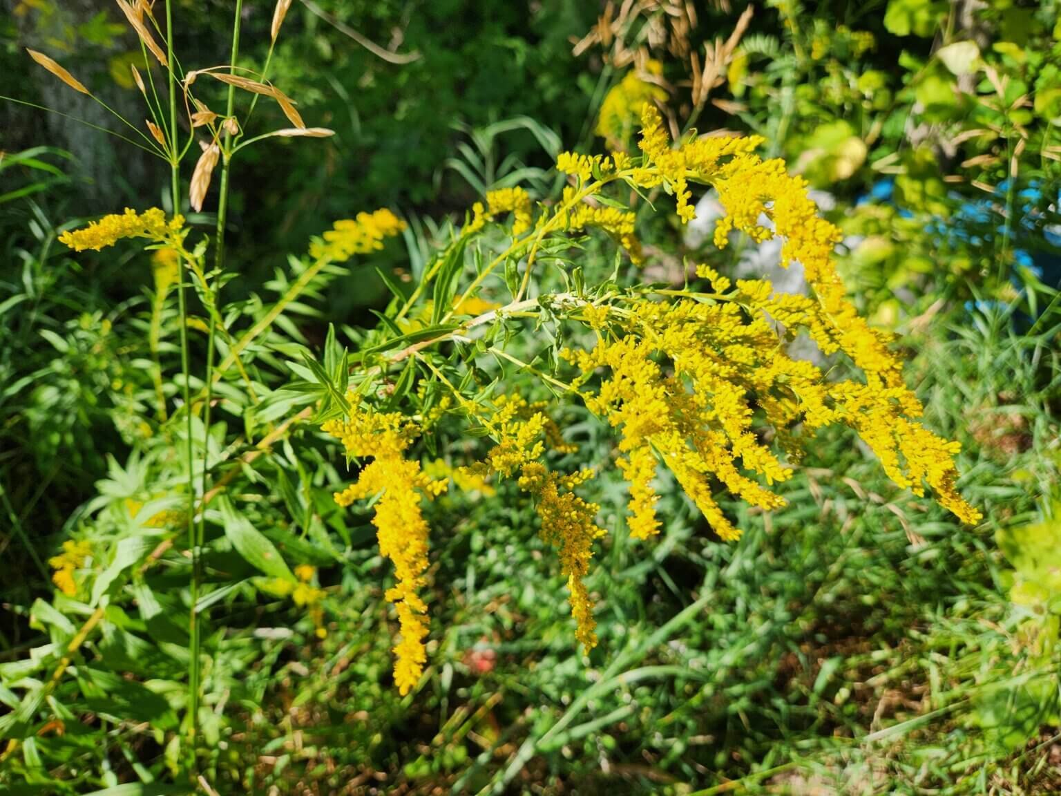Goldenrod Benefits, Uses & How to Make Goldenrod Tea - DBS Farm Wilson