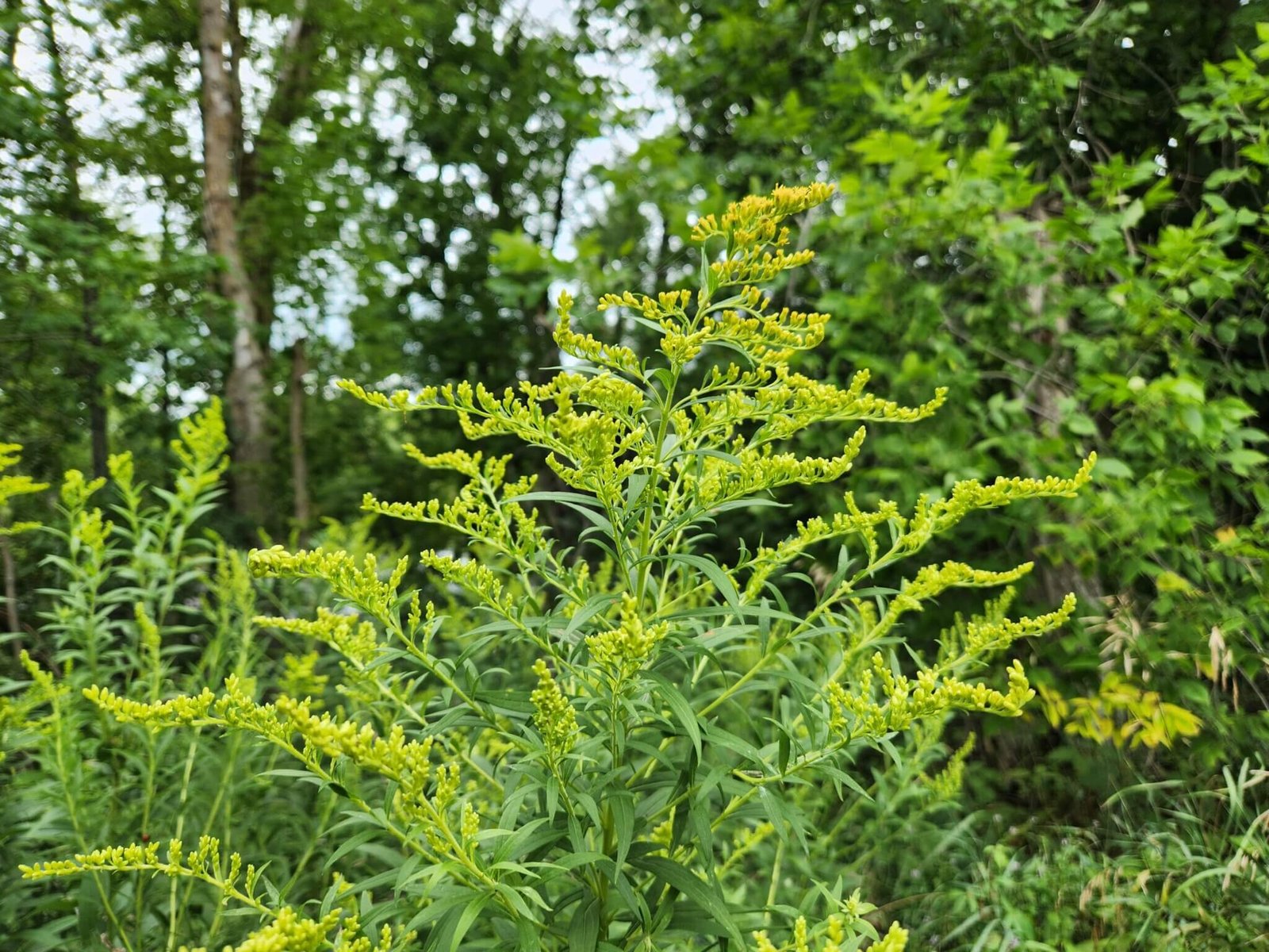 Goldenrod Benefits, Uses & How to Make Goldenrod Tea - DBS Farm Wilson