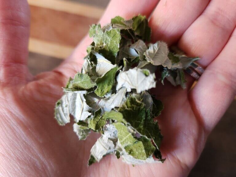 Raspberry Leaf Tea Benefits: A Complete Herbal Guide - DBS Farm Wilson