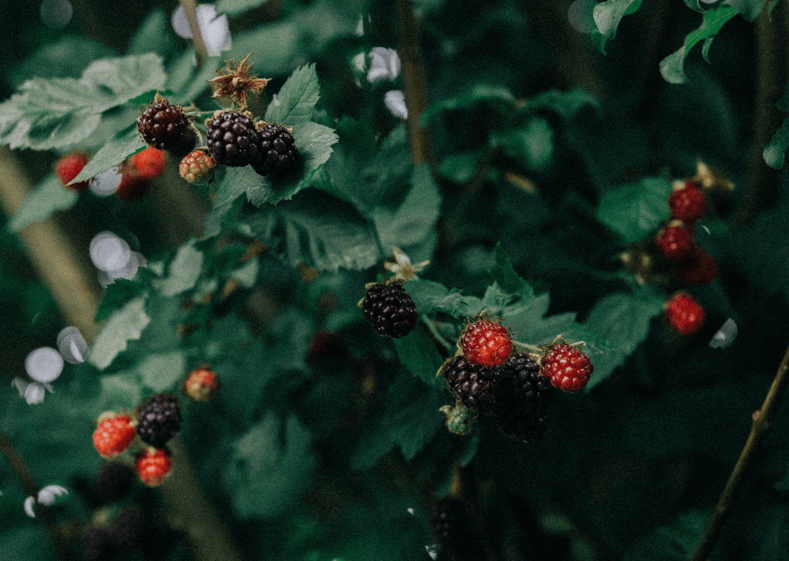 How to Grow Black Raspberries (Complete Care & Pruning Guide) - DBS ...