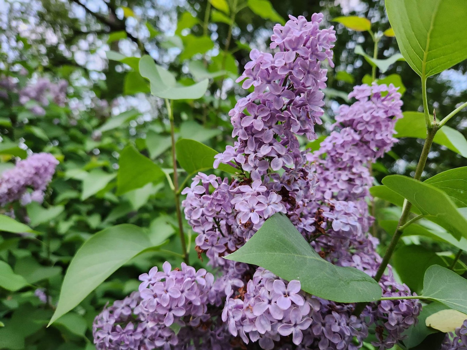 How to Grow, Prune, and Replant Lilac Bushes (Complete Lilac Care Guide)