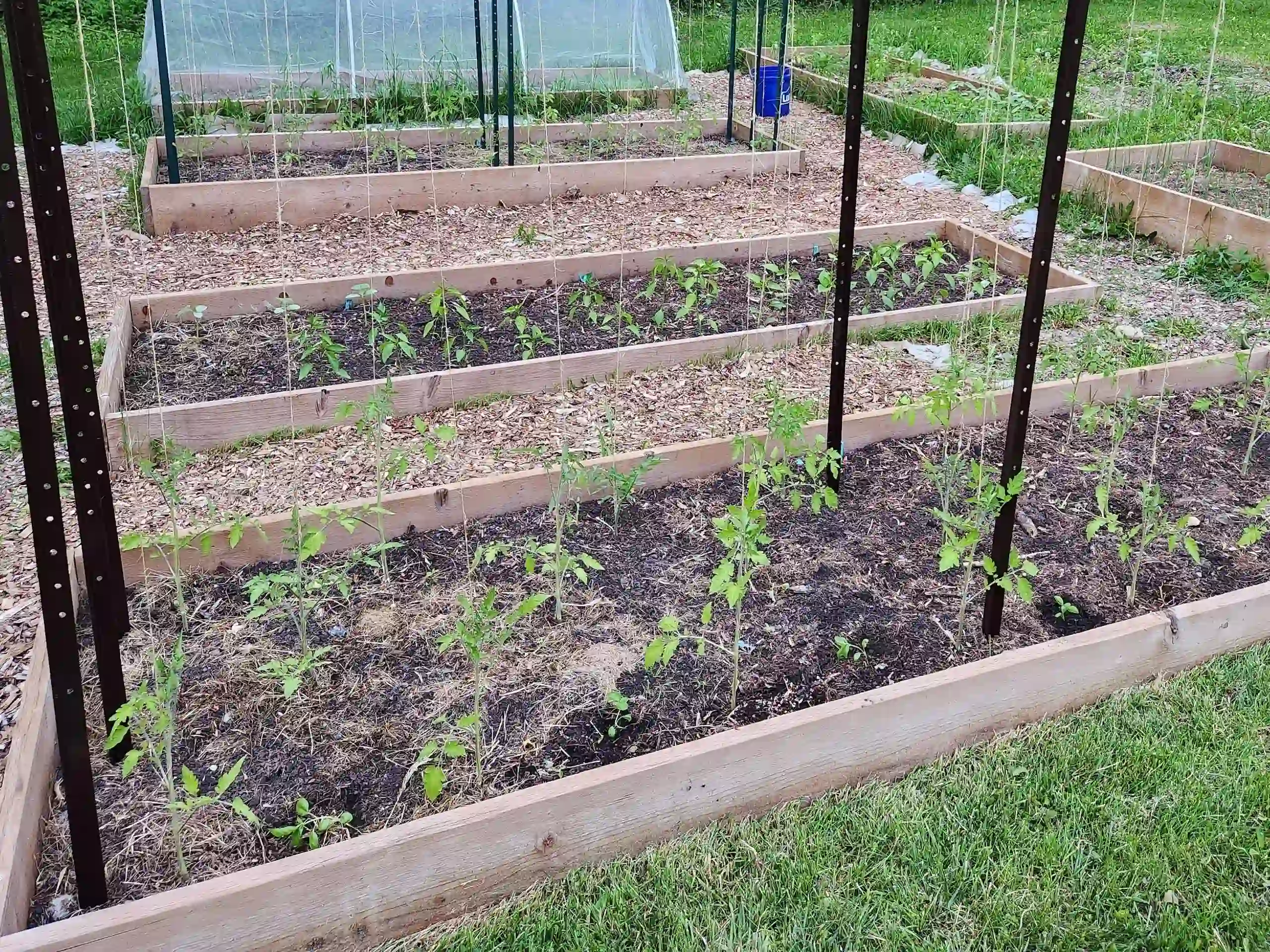 Zone 5 Gardening Guides: What to Grow and When (Complete Hub) - DBS ...